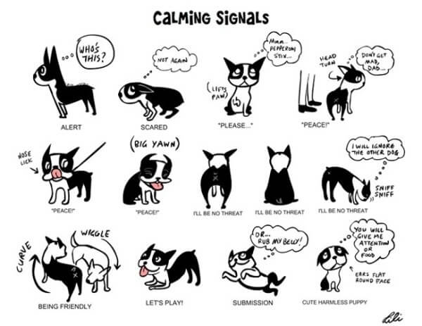 Body Language Of Dogs A Ready Reckoner Body Language Of Dogs A Ready Reckoner