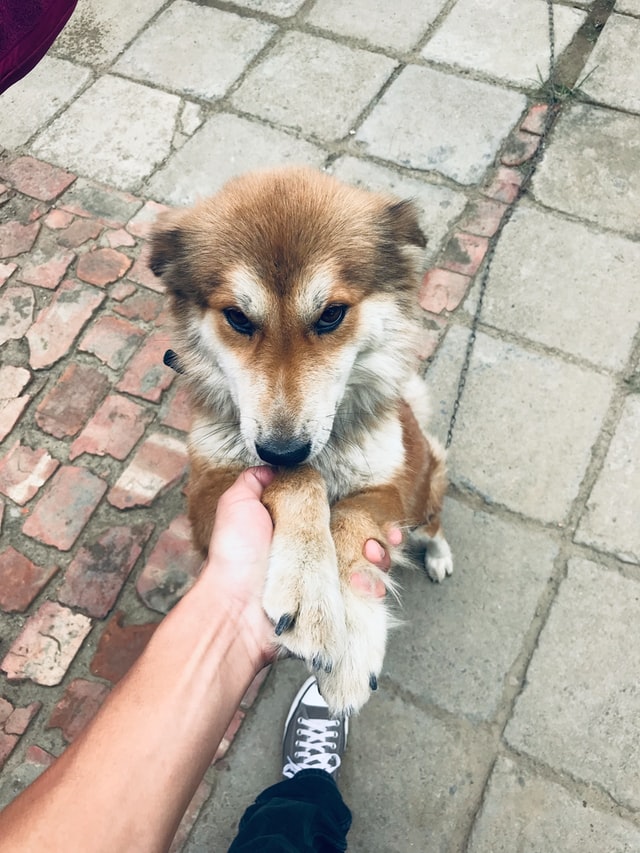 Dogs For Adoption India Free Adoption Updates