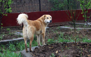 10 amazing Indian dog breeds you should know!