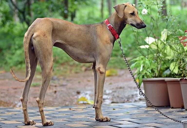 10 amazing Indian dog breeds you should know!