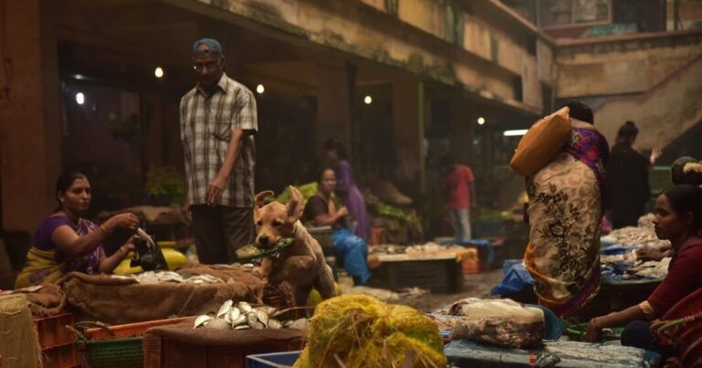 '777 Charlie' movie review: Must watch!