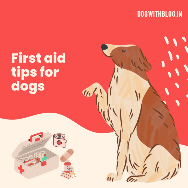 Dog First Aid Kit: What You Need in Your Canine Emergency Kit?
